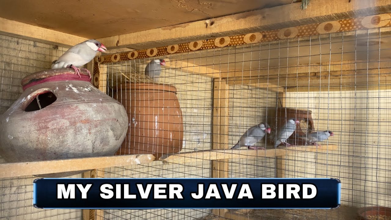 Java Sparrow Complete information in Urdu / Hindi | Java Finch | Pets ...