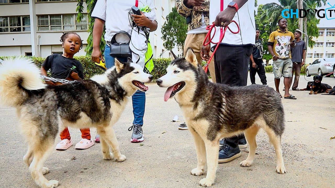 Nigeria’s Top Dogs Arrive! COBA Pre-Show Interviews & Massive Breed ...