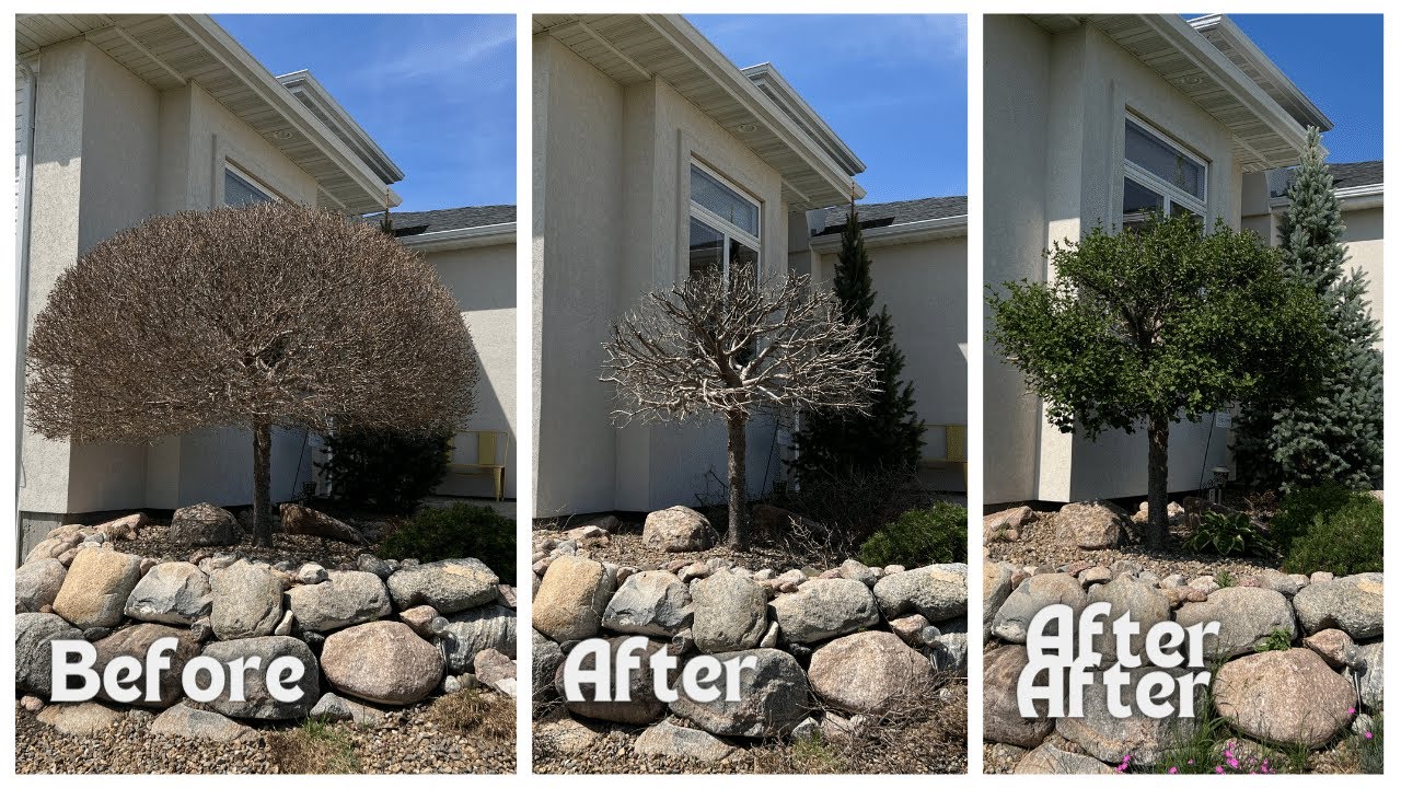 Dwarf Korean Lilac Tree Pruning To Reduce Size Youtube