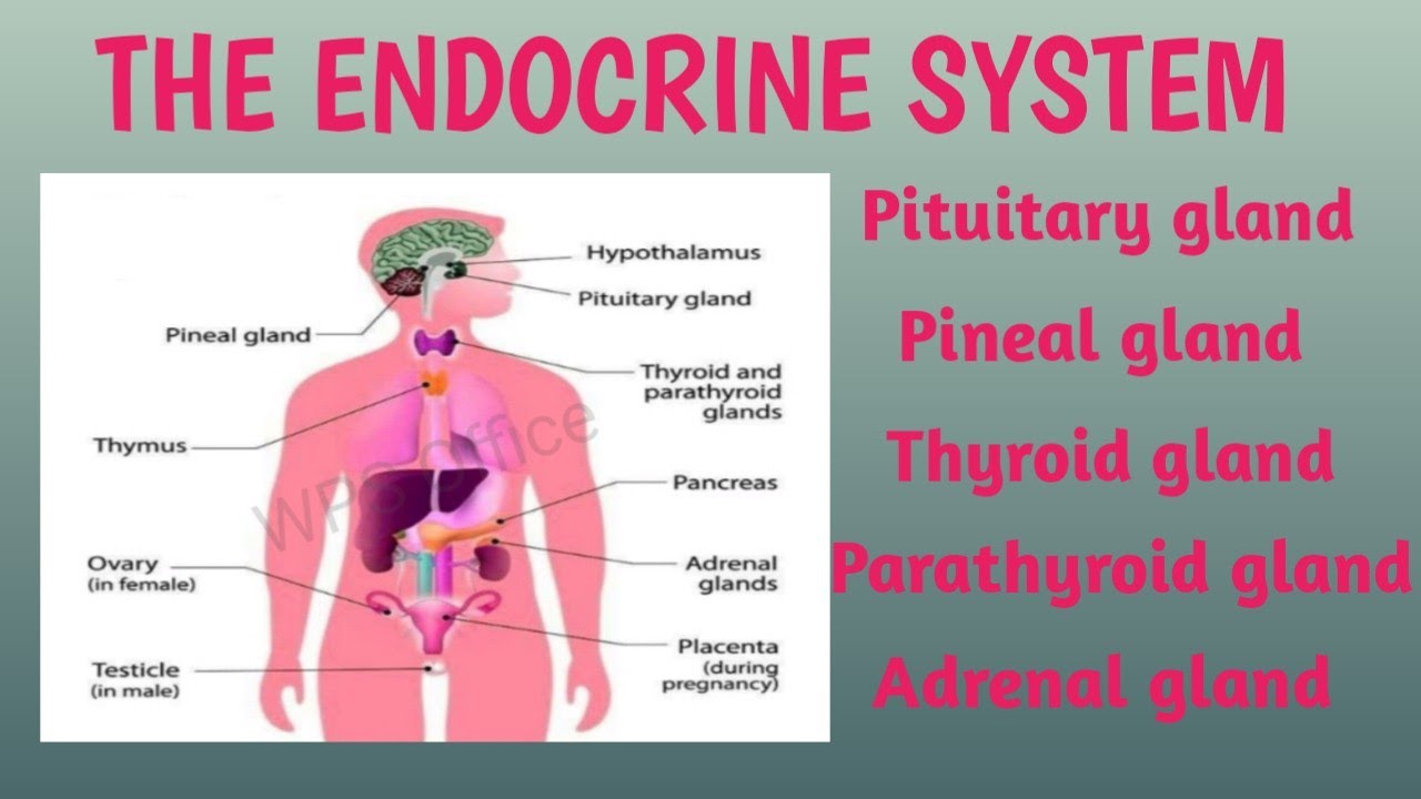 The Endocrine System Anatomy And Physiology Bsc Nursing 1st Year Youtube