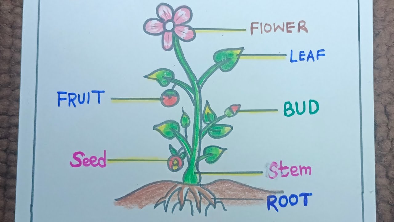 Parts of a Plant Drawing | Parts of Plant Labelled Diagram | How to ...