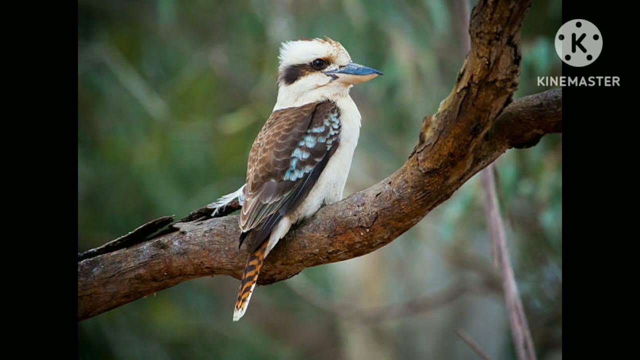 Kookaburra Sound Effects - YouTube