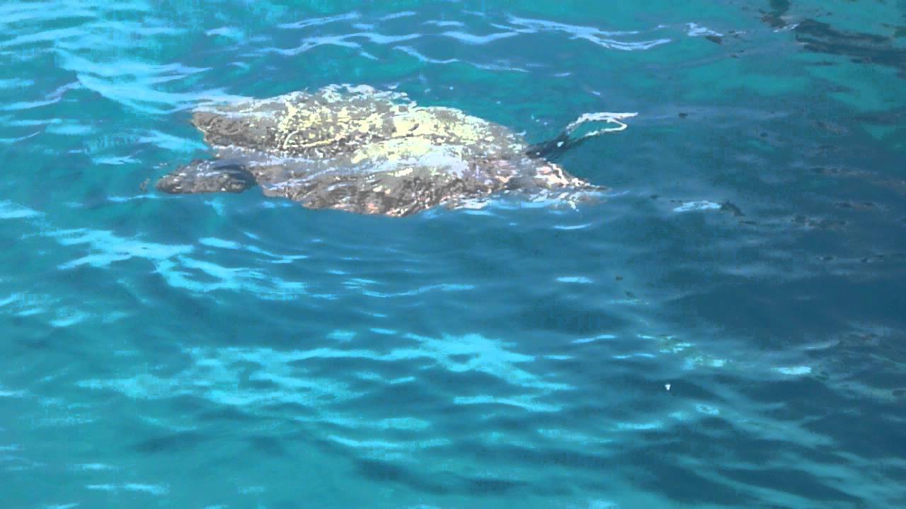 Laganas Turtle Zante - YouTube