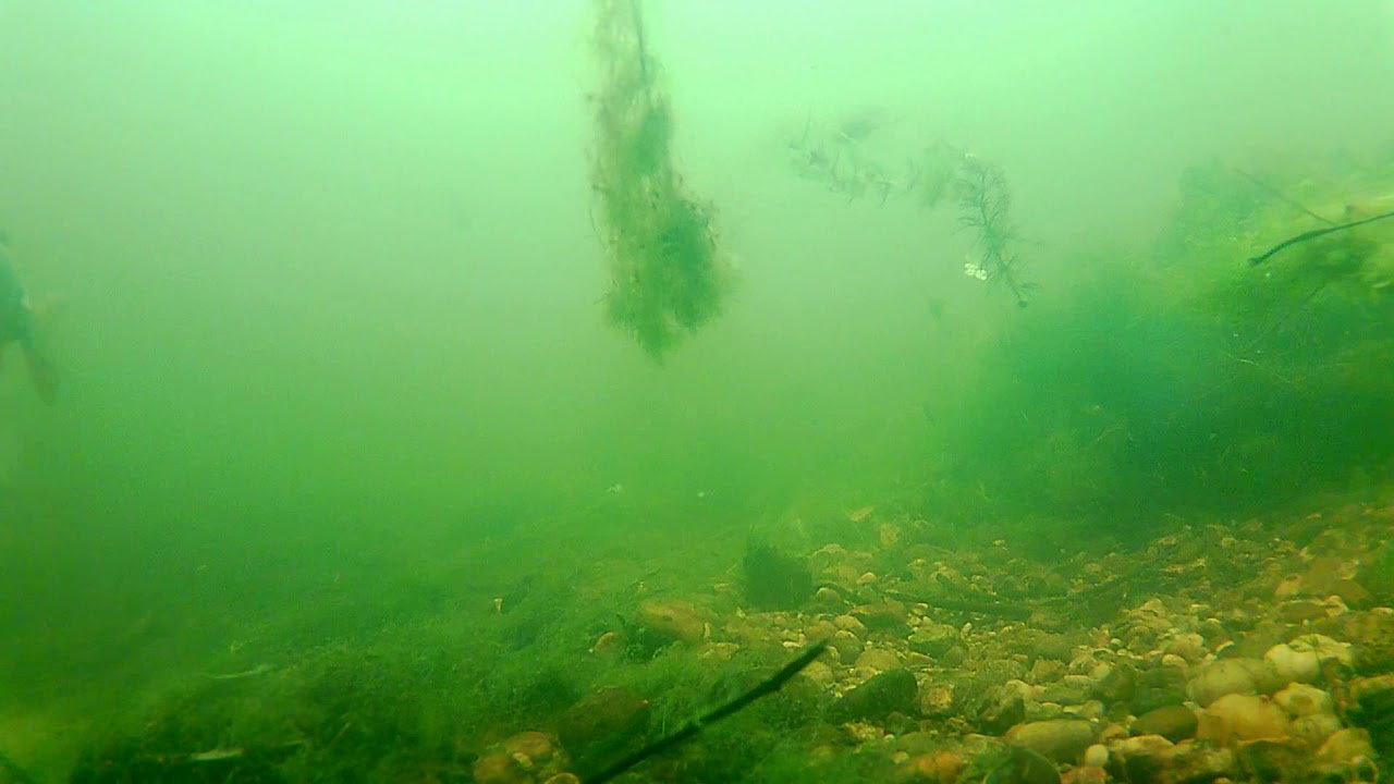 Roach underwater footage - YouTube