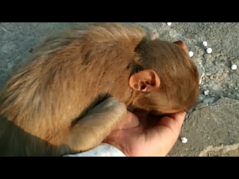 Party of Holi with monkeys. Happy Holi. 🌈 - YouTube