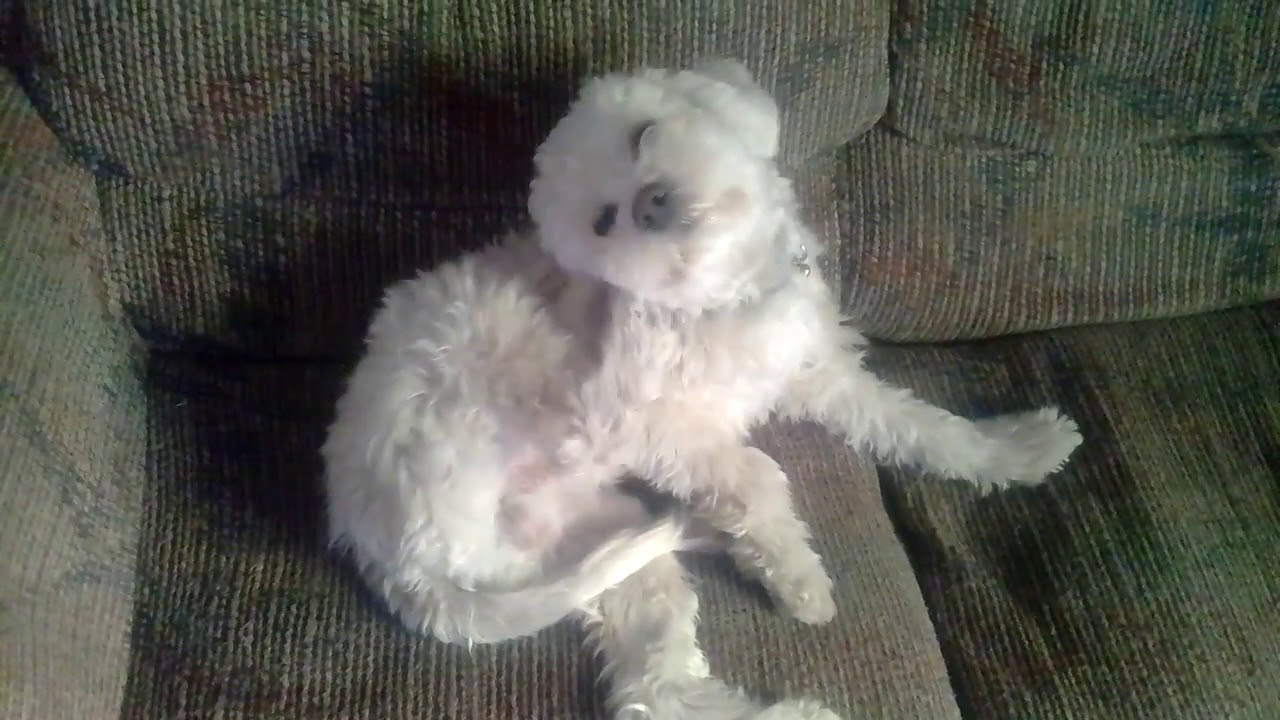 Perrito xd - YouTube