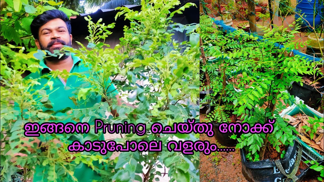 കറിവേപ്പ് തഴച്ചു വളരാൻ ഞാൻ ഇങ്ങനെയാണ് ചെയ്തത് /4 രീതി /kariveppila ...