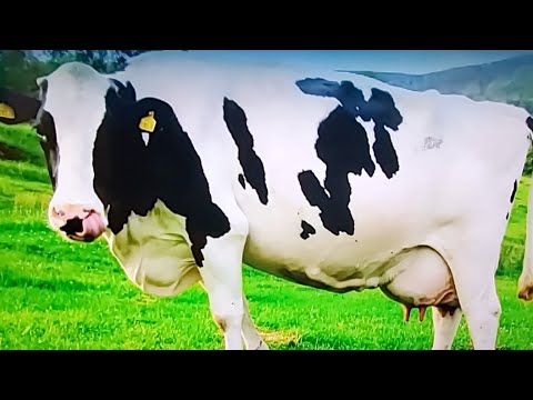 China Successfully Cloned Super Cows - YouTube