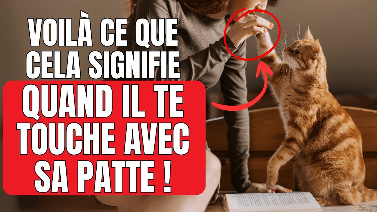 Quand votre chat pose sa patte sur vous, il essaie de vous dire ceci ...