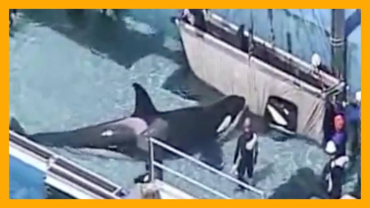 The 30-Second Video That's Terrifying SeaWorld - YouTube