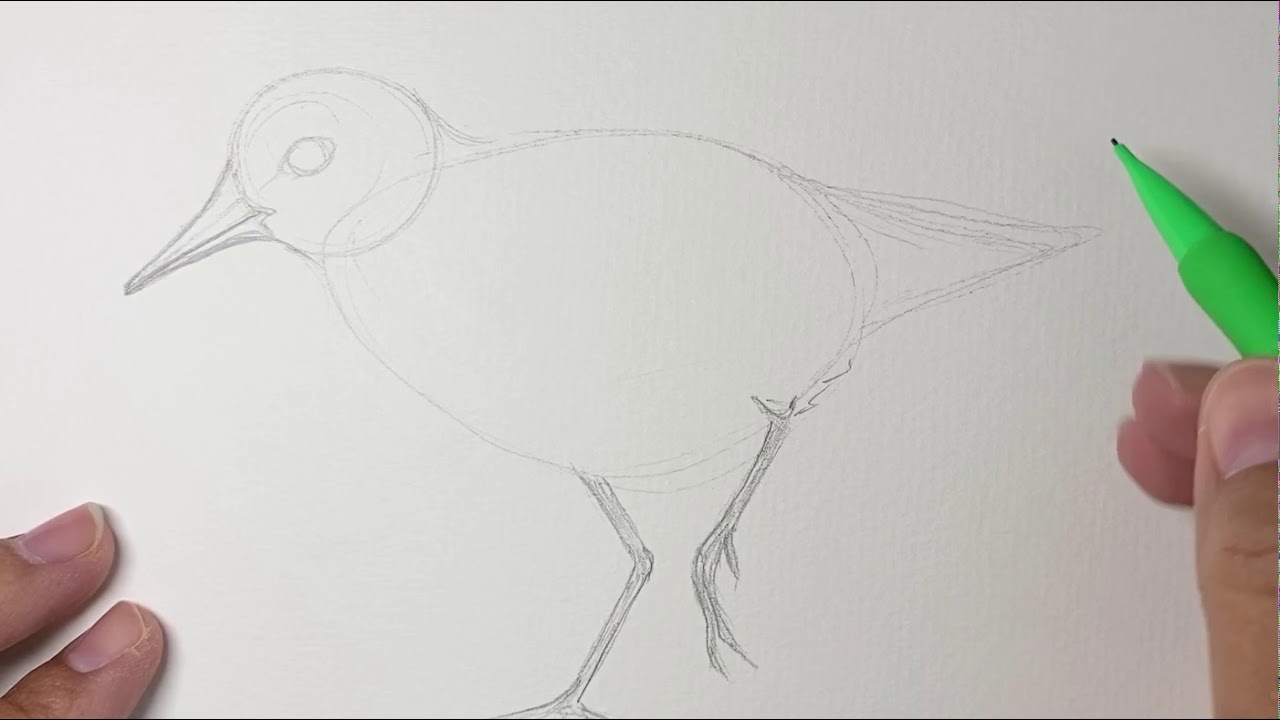 Draw a Sandpiper - YouTube