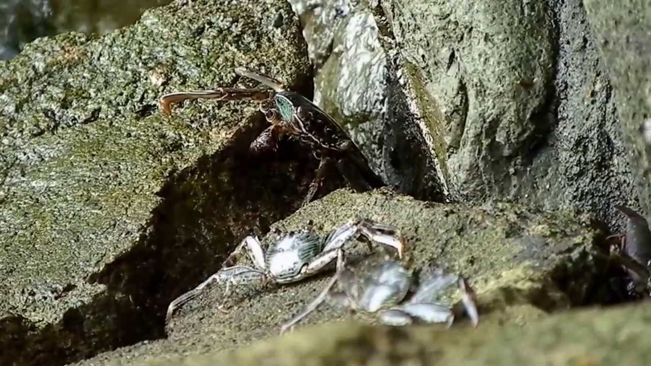 Poisonous Crabs Philippines - YouTube