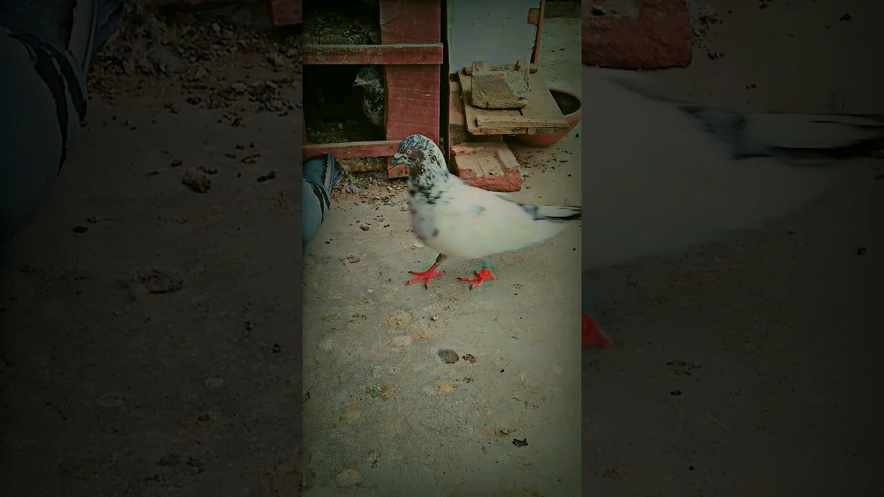 kabutar........ #pigeonlover #kabutarbazi #youtuber #fastshortsvideo #birdlovers #pigeonbird # ...