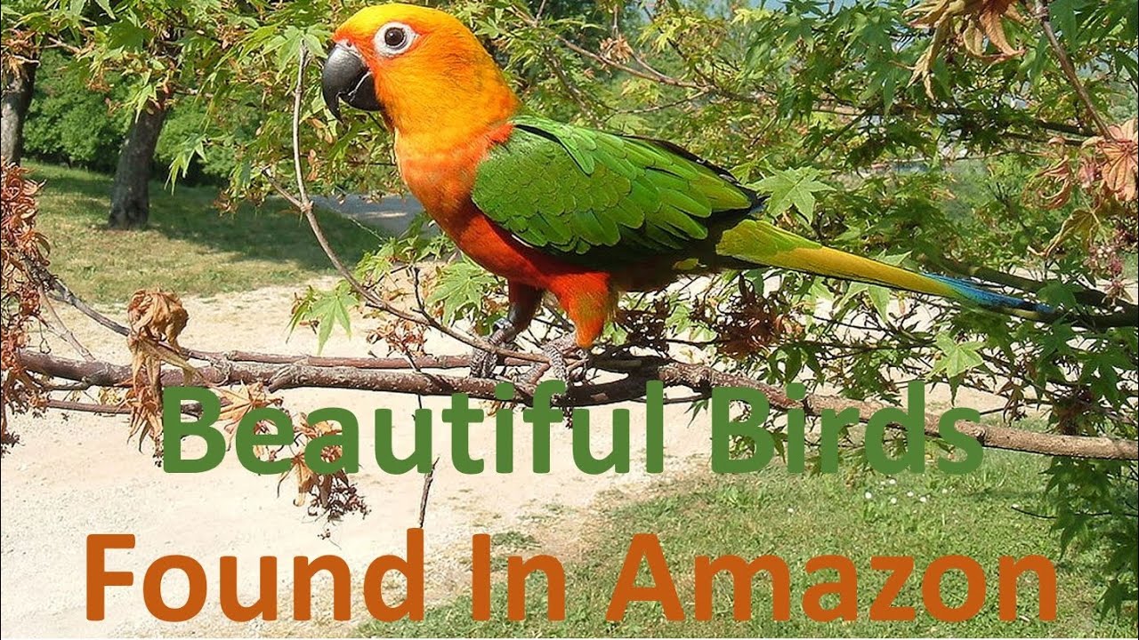 Thirteen Beautiful Birds Found In Amazon Forest - YouTube
