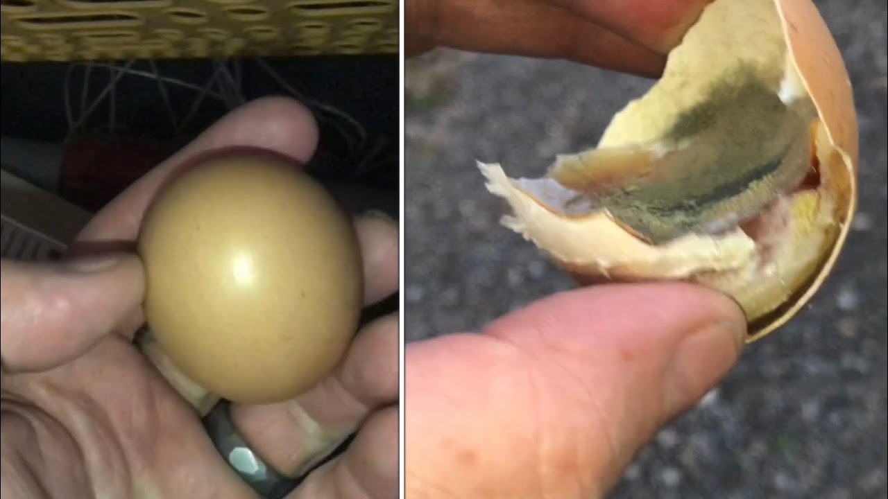 “cracking open” a ROTTED EGG 2 years old (smellavision) - YouTube