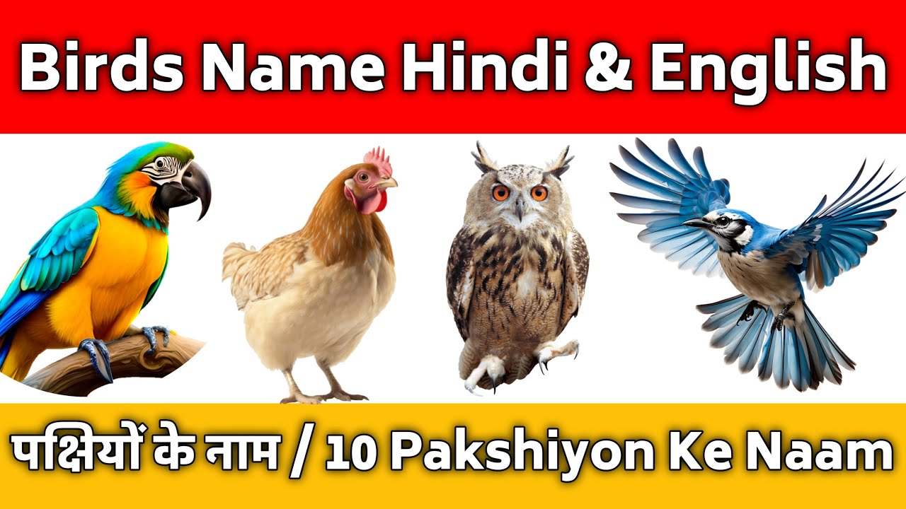 10 Birds Name in English and Hindi |Birds Name | Birds ke Naam | Birds ...