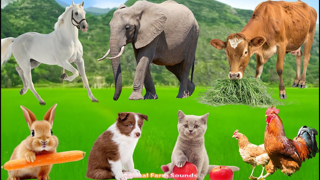 Farm Animal Moments: Dog, Cat, Sheep, Chicken, Duck, Cow & Horse ...