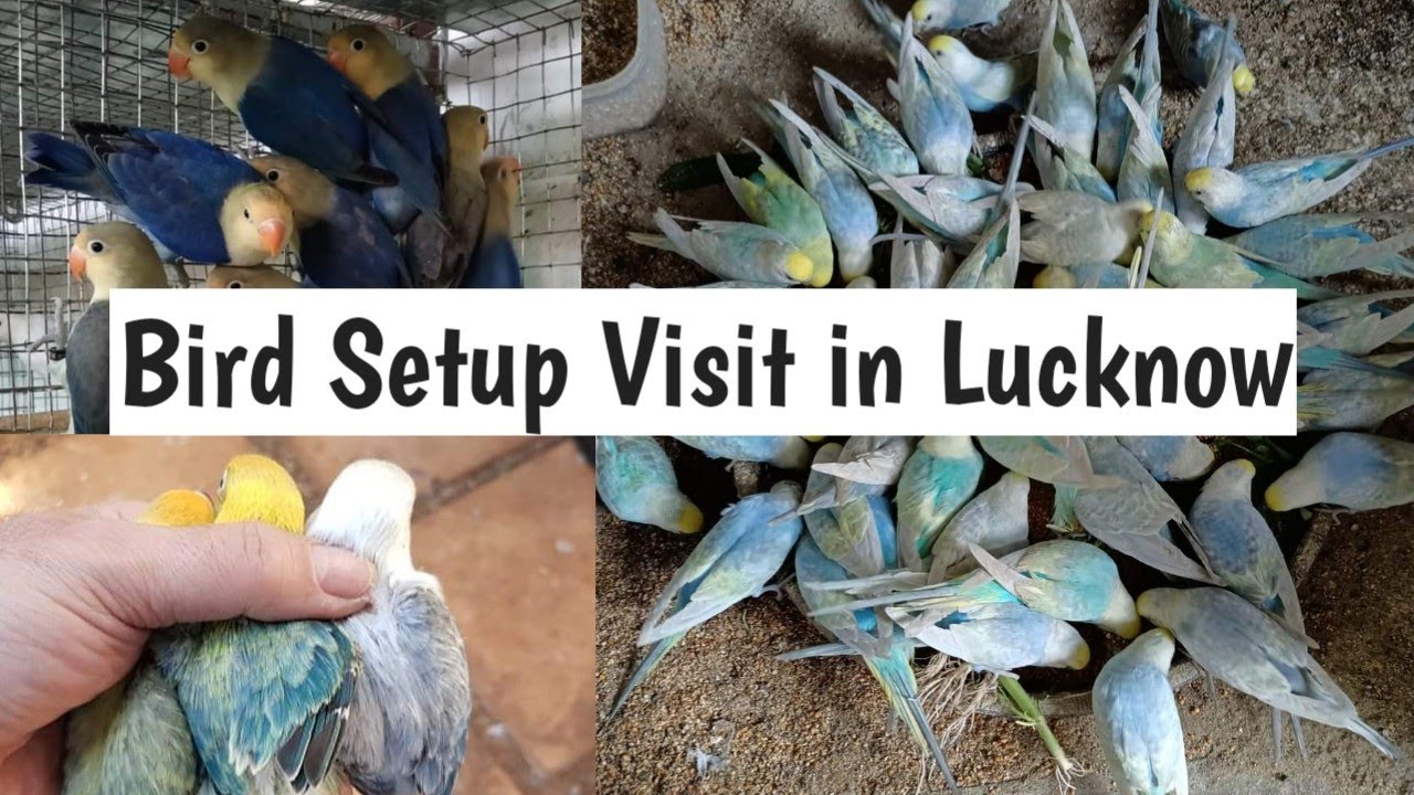 Lucknow Bird Setup Visit - YouTube