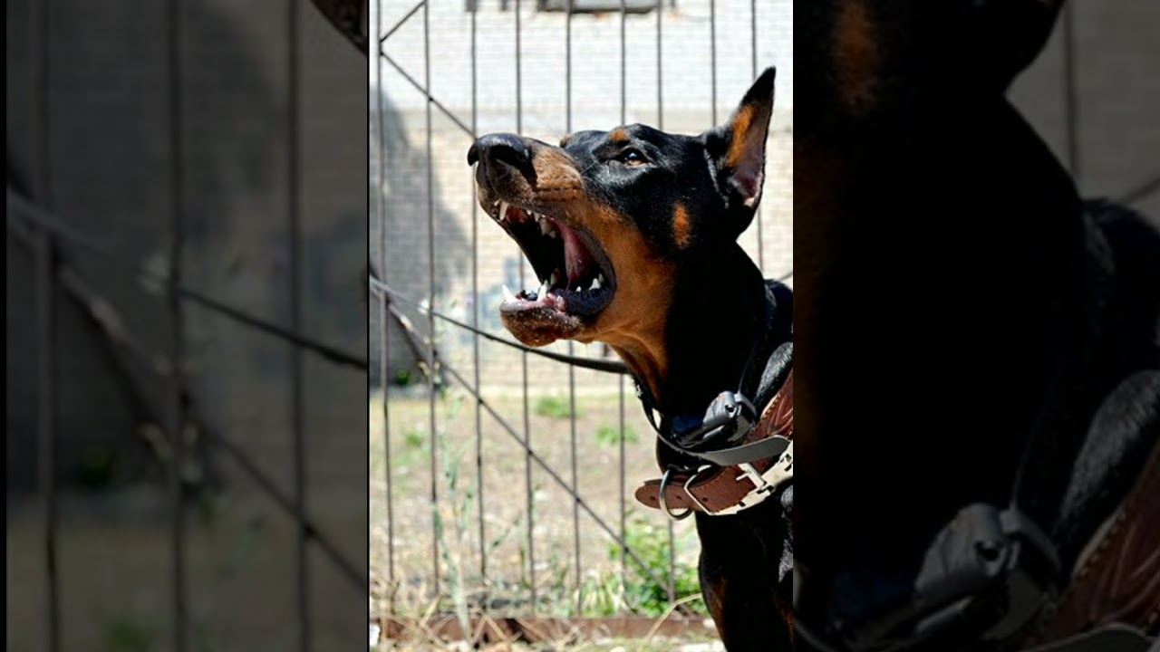 DOBERMAN BARKING SOUND#doberman - YouTube
