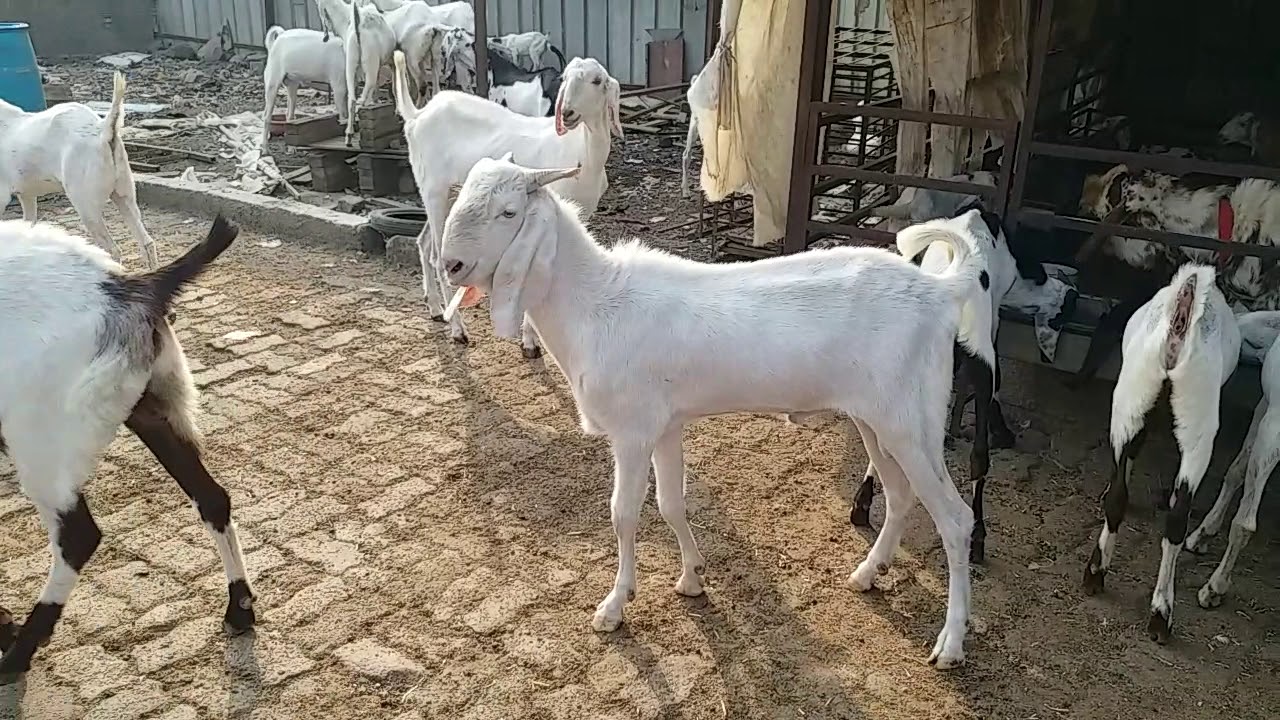 BABA GOAT FARM mumbara - YouTube