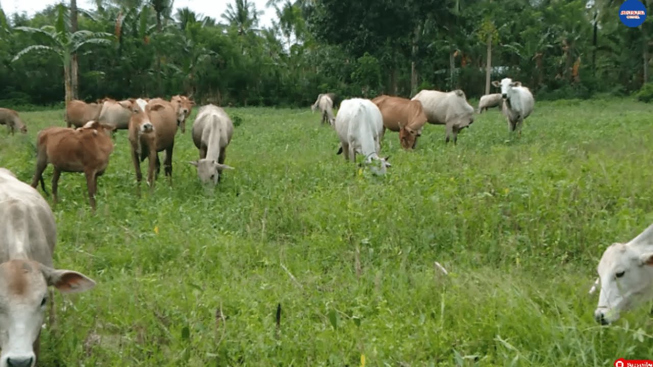 cattle // sapi ternak berkeliaran dan makan rumput di ladang rumput ...