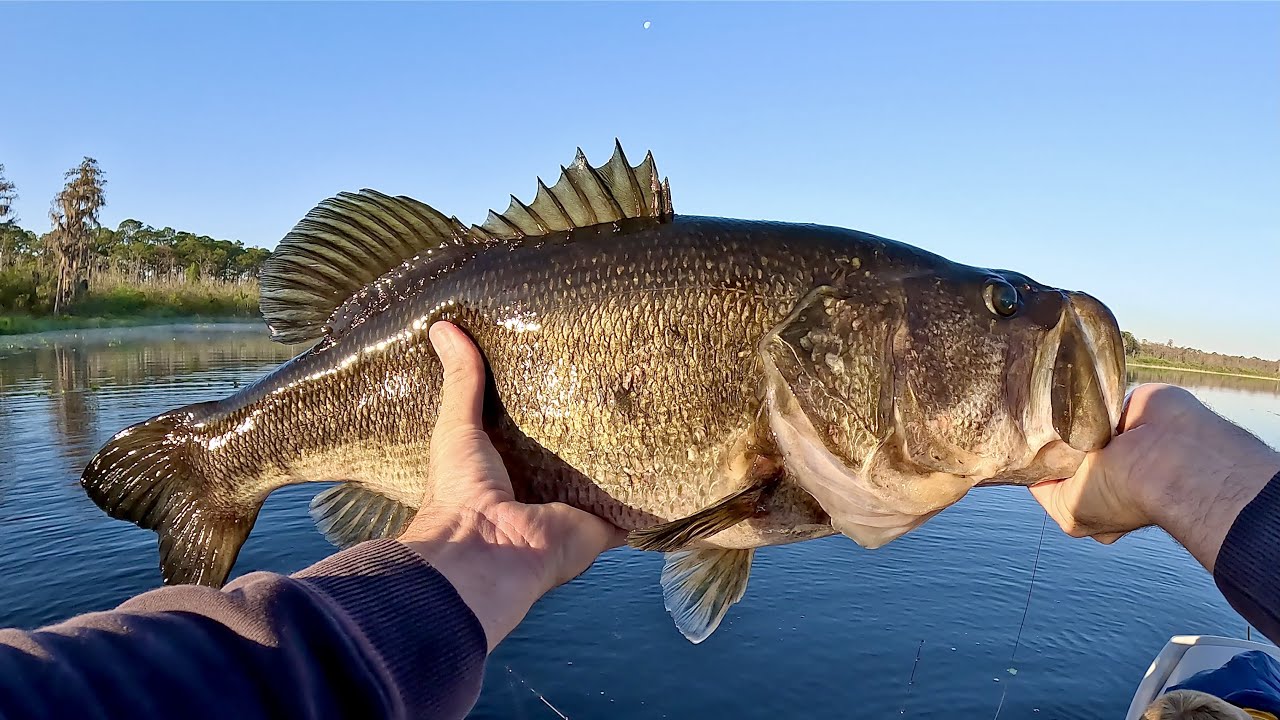 BIG bass in a SECRET lake! 12 pounds!!! - YouTube