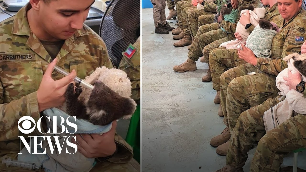 Australian soldiers spend their downtime caring for rescued koalas ...