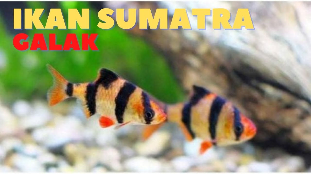 Ikan sumatra Galak yang Populer - YouTube