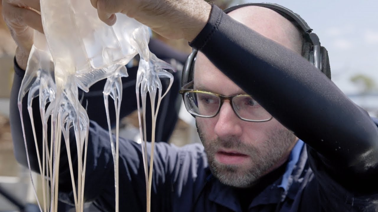 Northernlion STILL hates jellyfish - YouTube