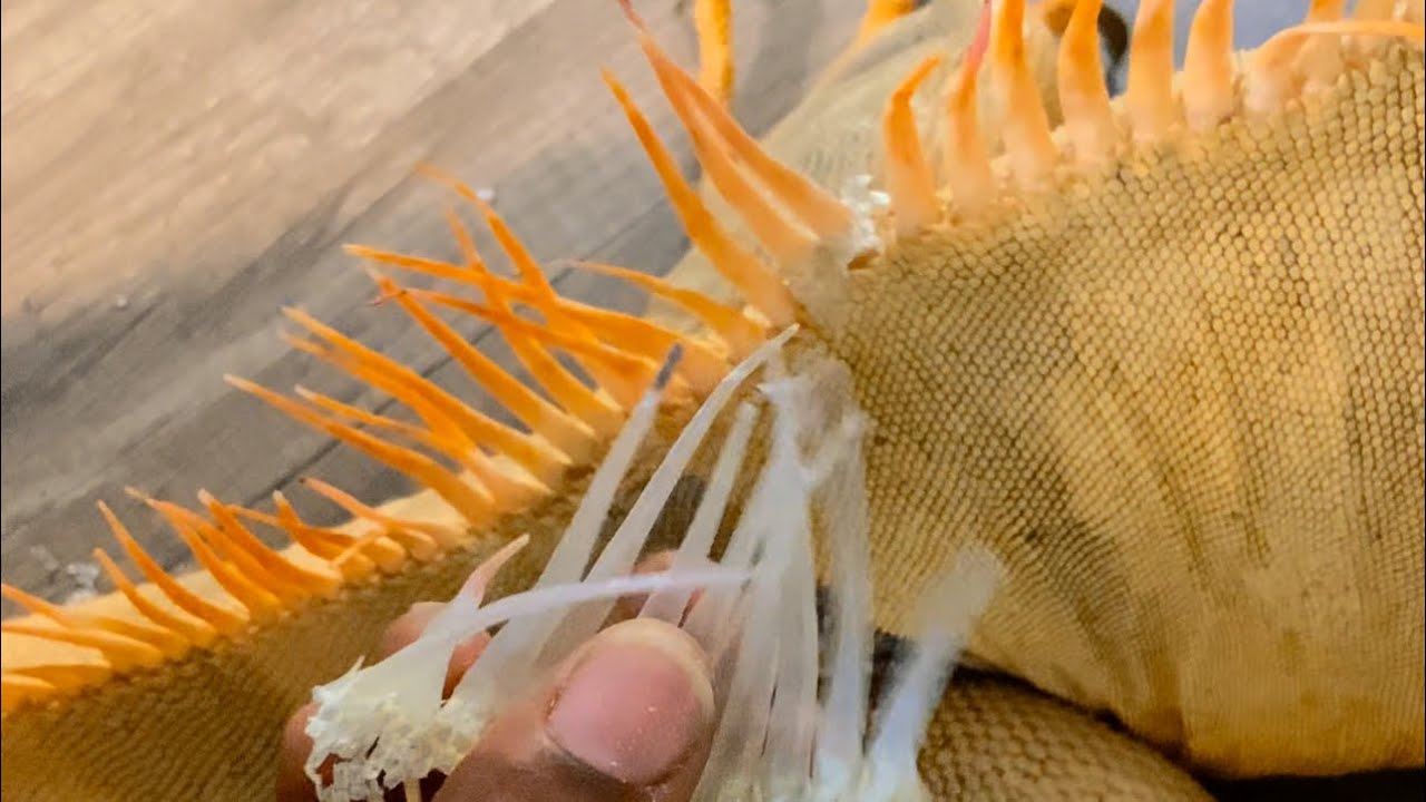 Another satisfying video for the shed lovers! Rocket The Iguana - YouTube