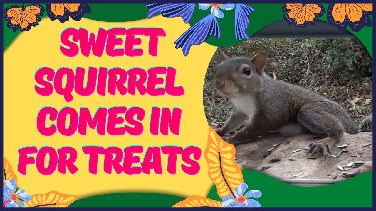 Sweet Squirrel Comes in Out of the Sun for a Snack - YouTube
