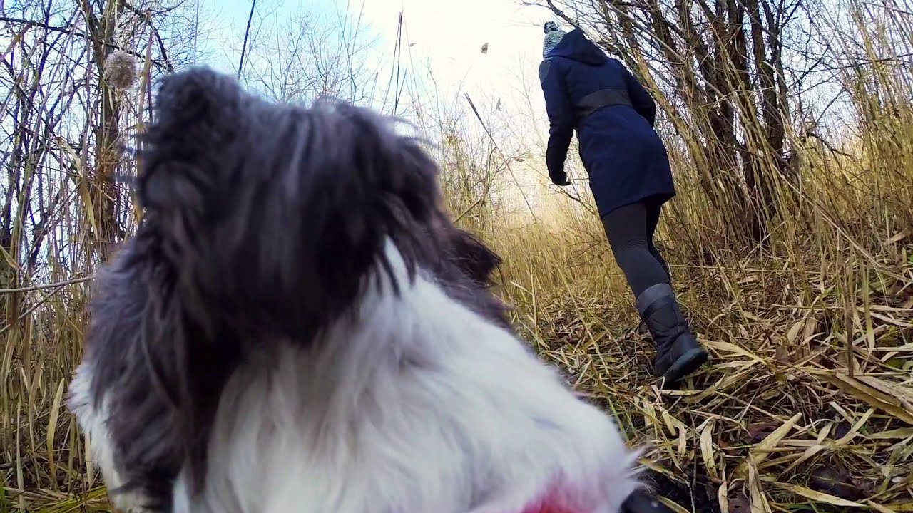 Lola Cam. A dogs perspective - YouTube