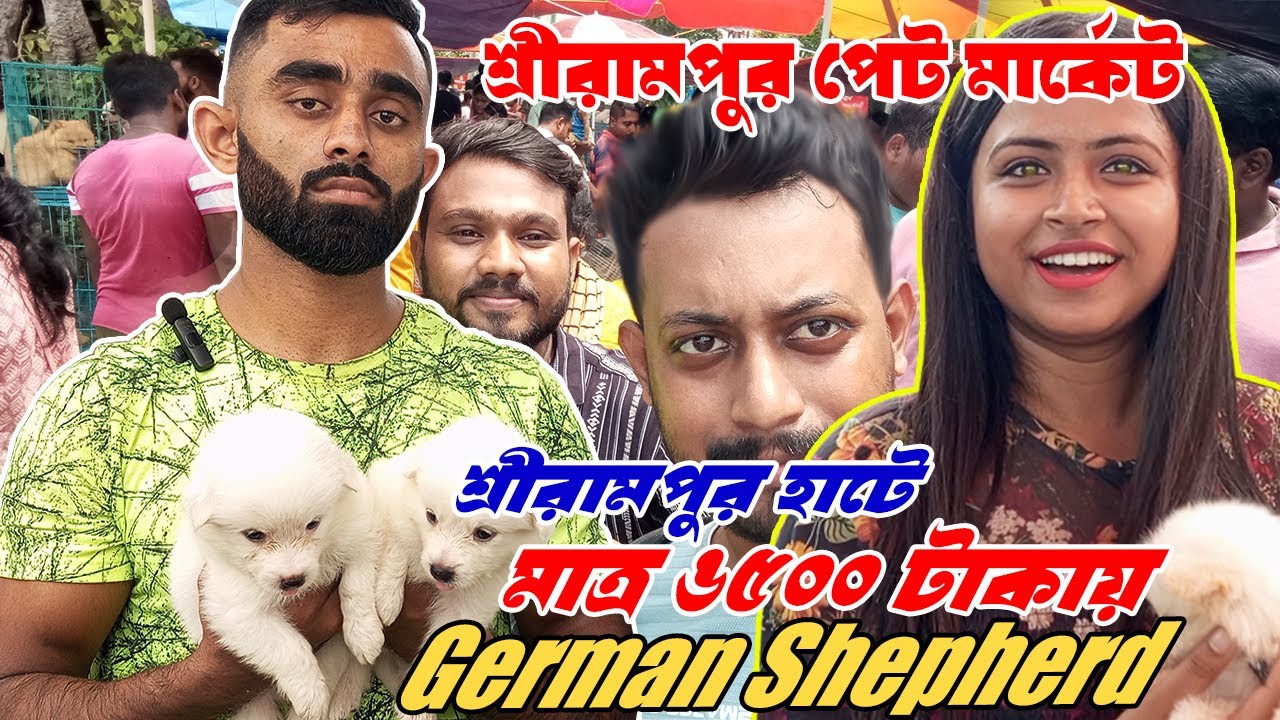 Dog Market Serampore German Shepherd Puppies For Only 6500 Rupees dog-market-serampore-german-shepherd-puppies-for-only-6500-rupees