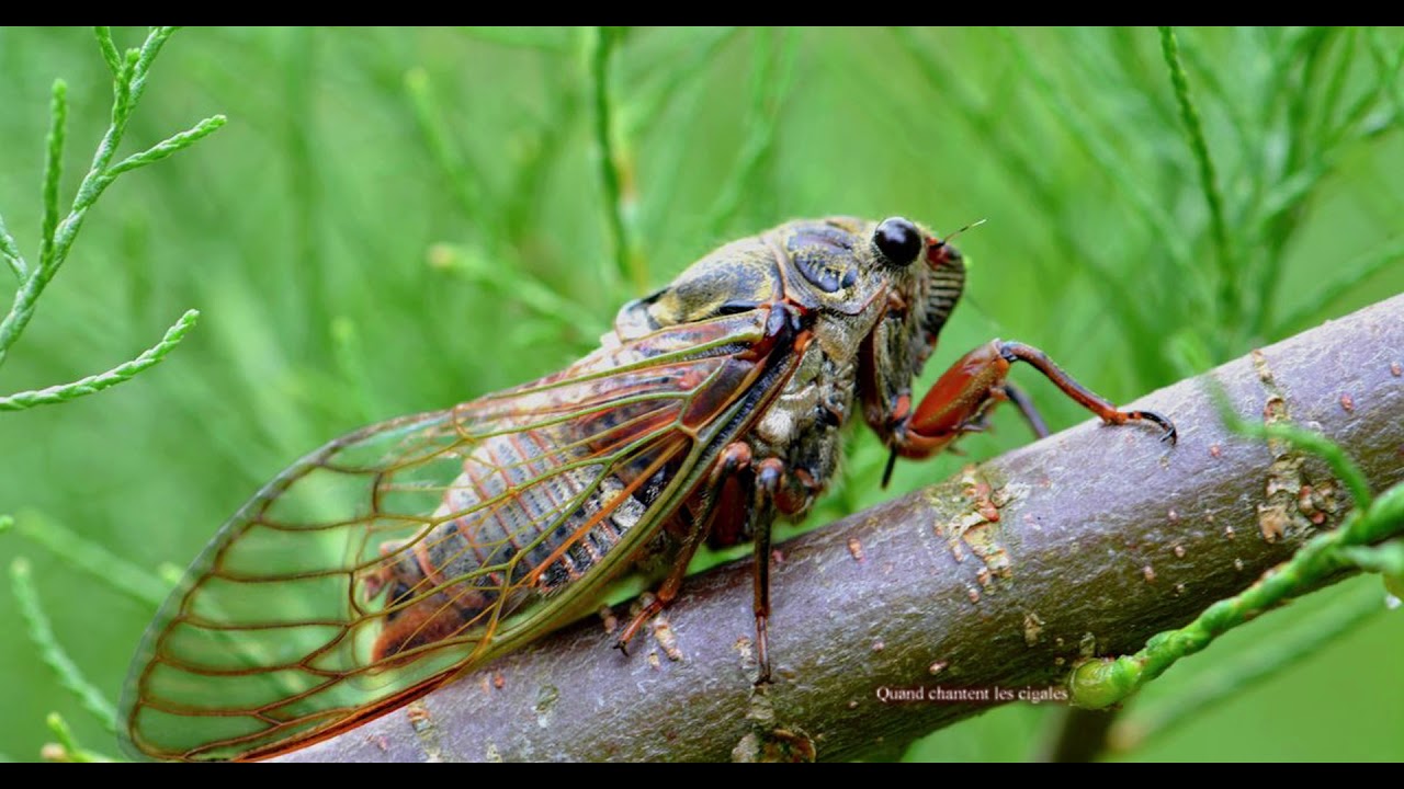 Ricky Novak - Mon Pays, Ma Provence - YouTube