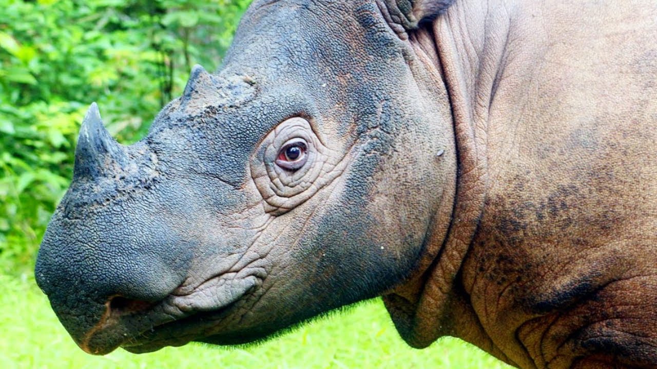 Sumatran rhinoceros - World Rhino Week - YouTube