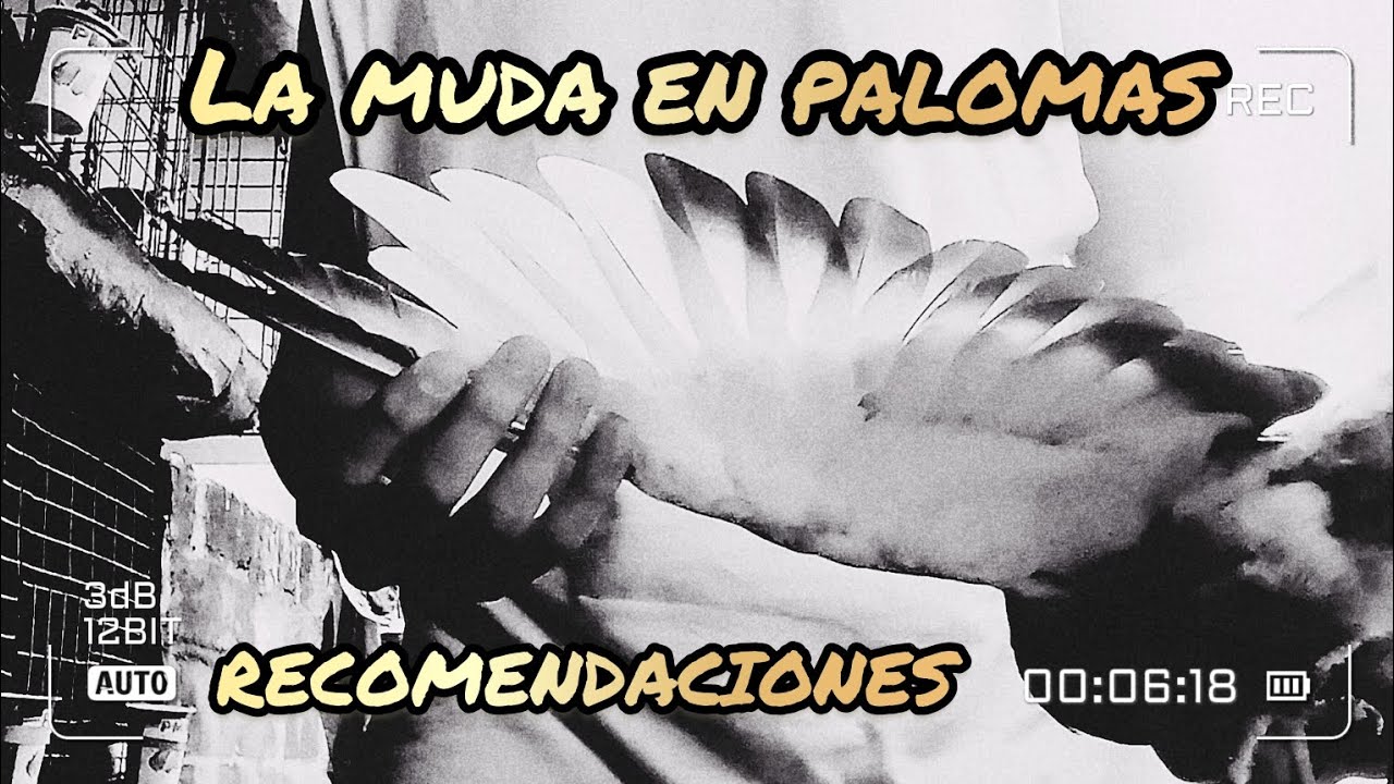 La muda en las palomas, período difícil pero necesario. RECOMENDACIONES ...