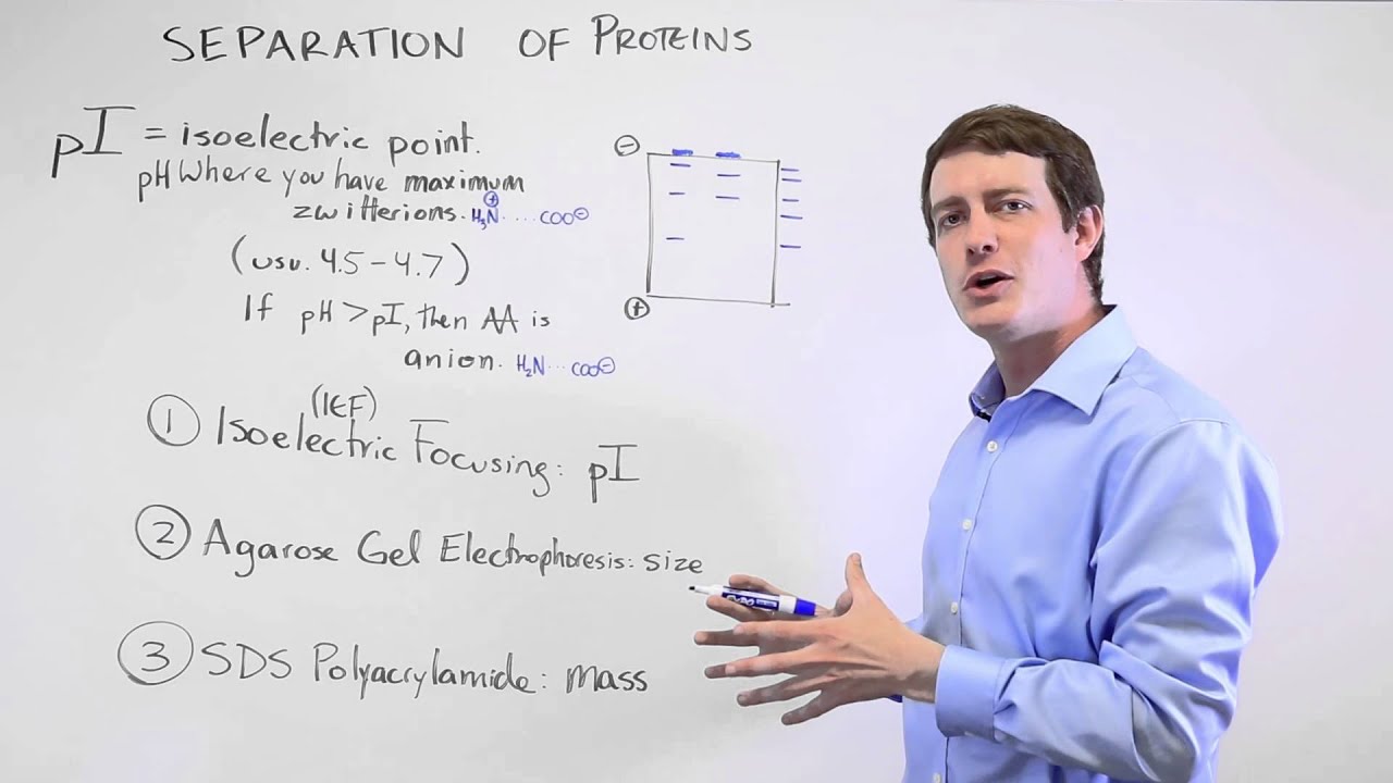Protein Separation and Purification - YouTube