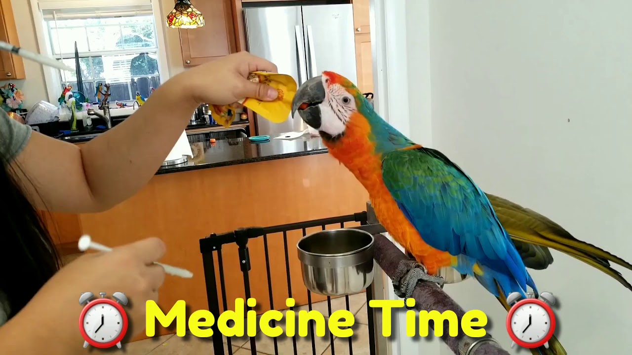 Giving Medication to Parrot - YouTube