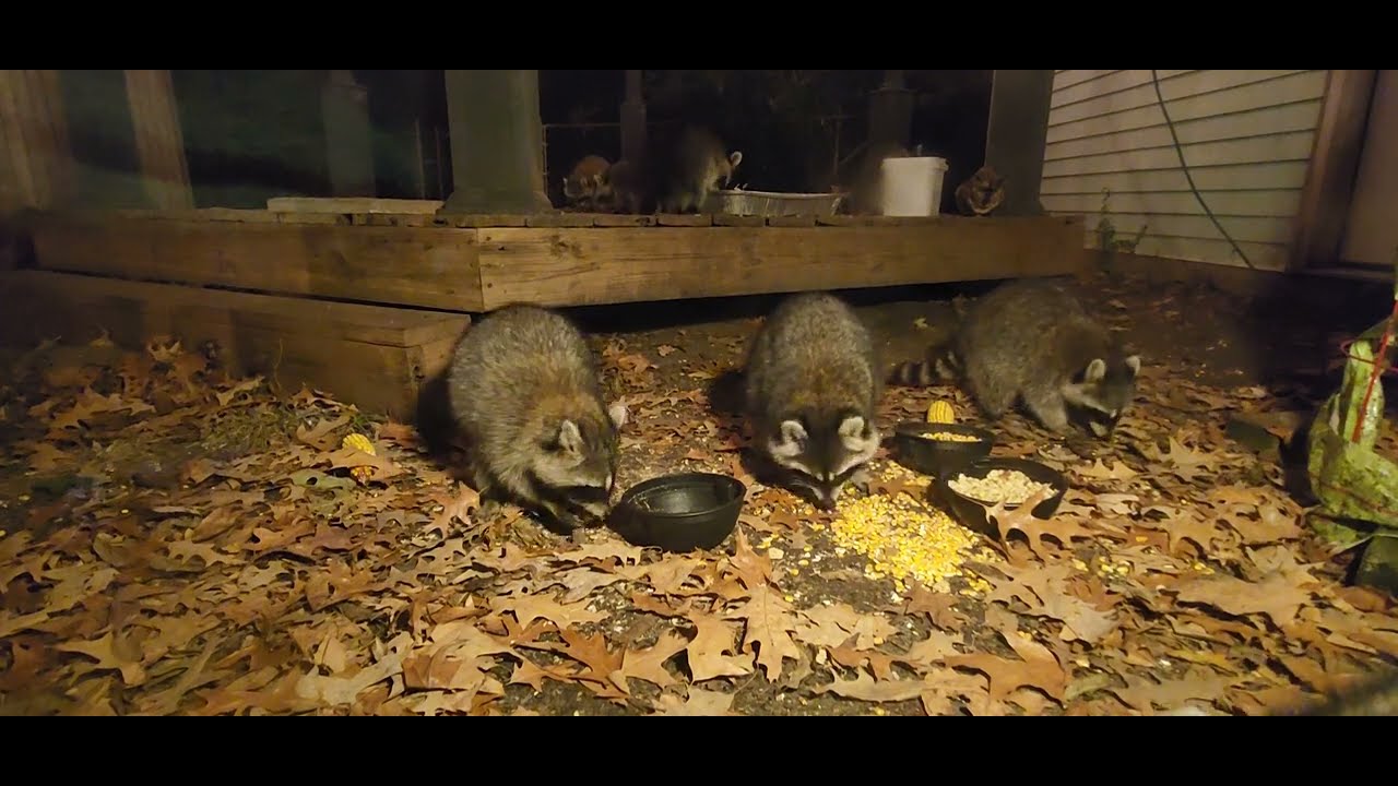 Tuesday evening, 10 Raccoons to keep me happy. - YouTube