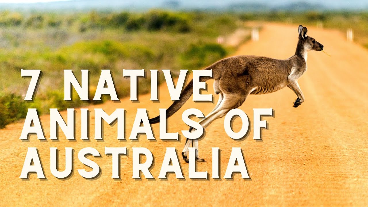 7 NATIVE ANIMALS OF AUSTRALIA - YouTube