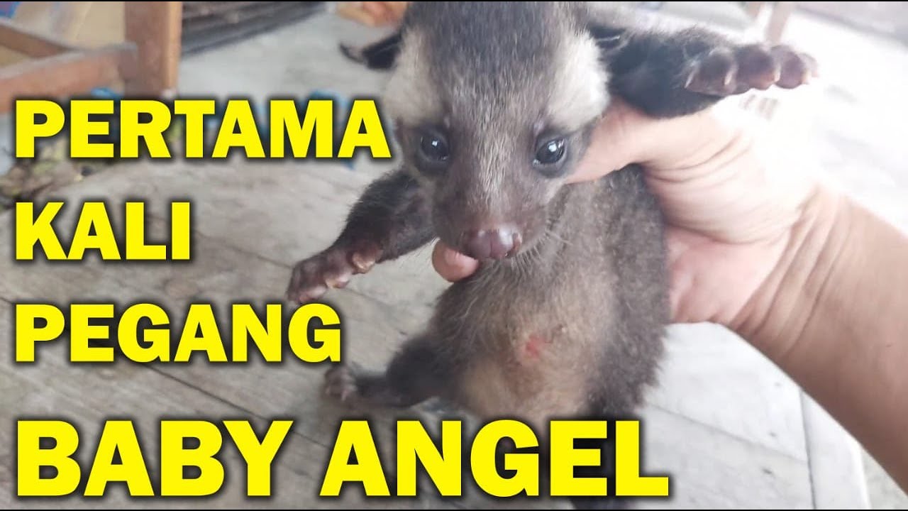 Baby Musang Hasil Breeding Bisa Dipegang Pertama Kali Saat Berusia ...