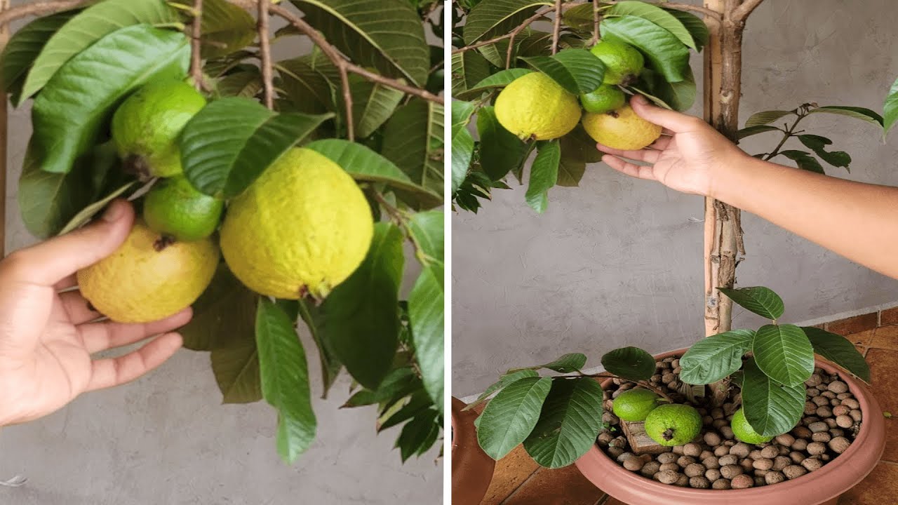 Forma correta plantio goiaba no vaso para PRODUZIR MUITO! - YouTube