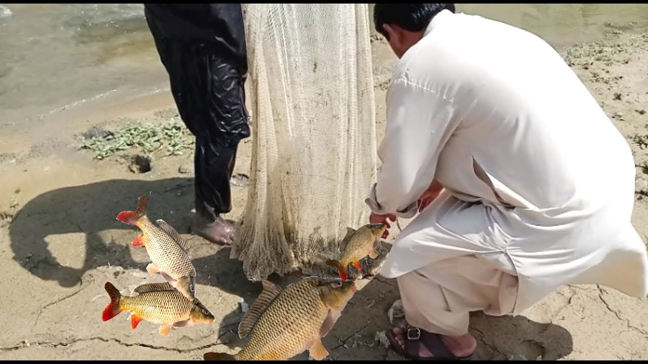 China(gulfam) Fish Hunting_ fish Hunting in village river_by_villager ...