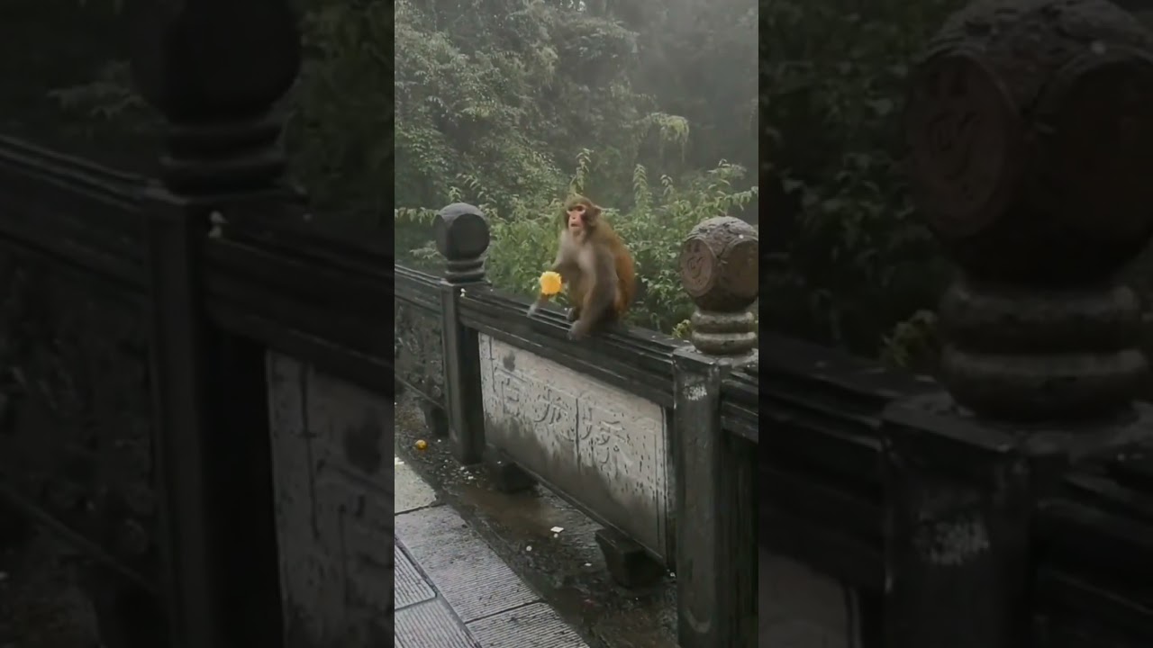 Monkey offended by his own catch - YouTube