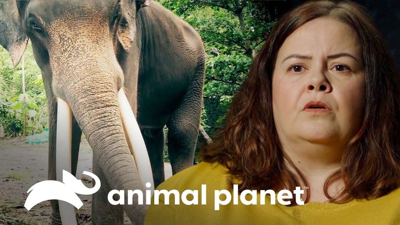 Elefante enfurece y ataca a familia durante exhibición | Solo y en ...