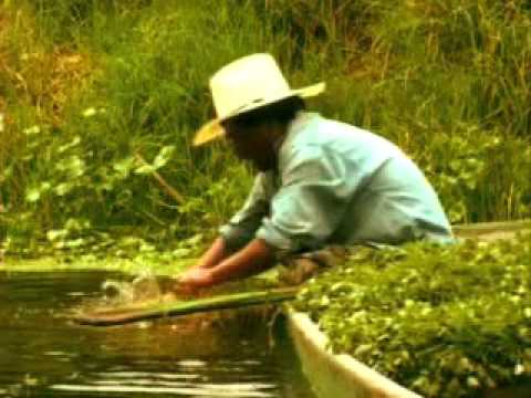 Food for the Cities: Water Scarcity & Contamination in Mexico City ...