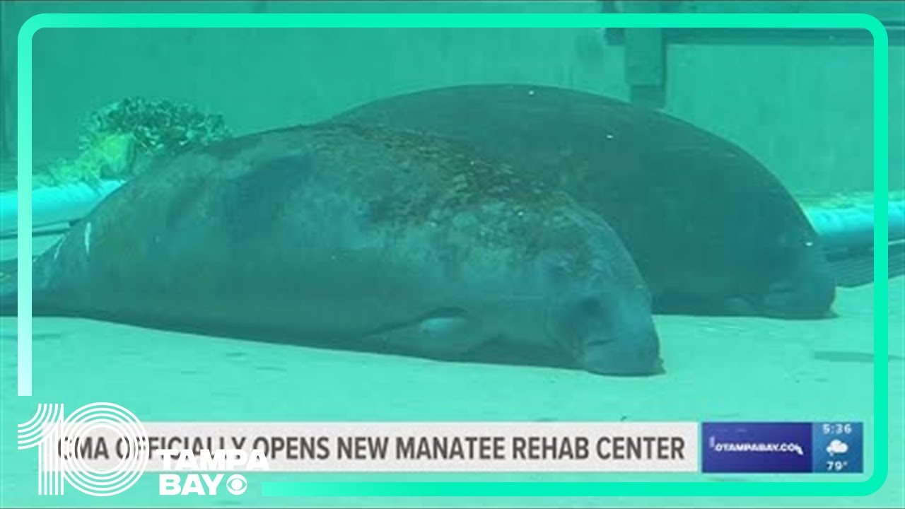 Manatee In Water Manatee Sightings: October 2024 | Save The Manatee