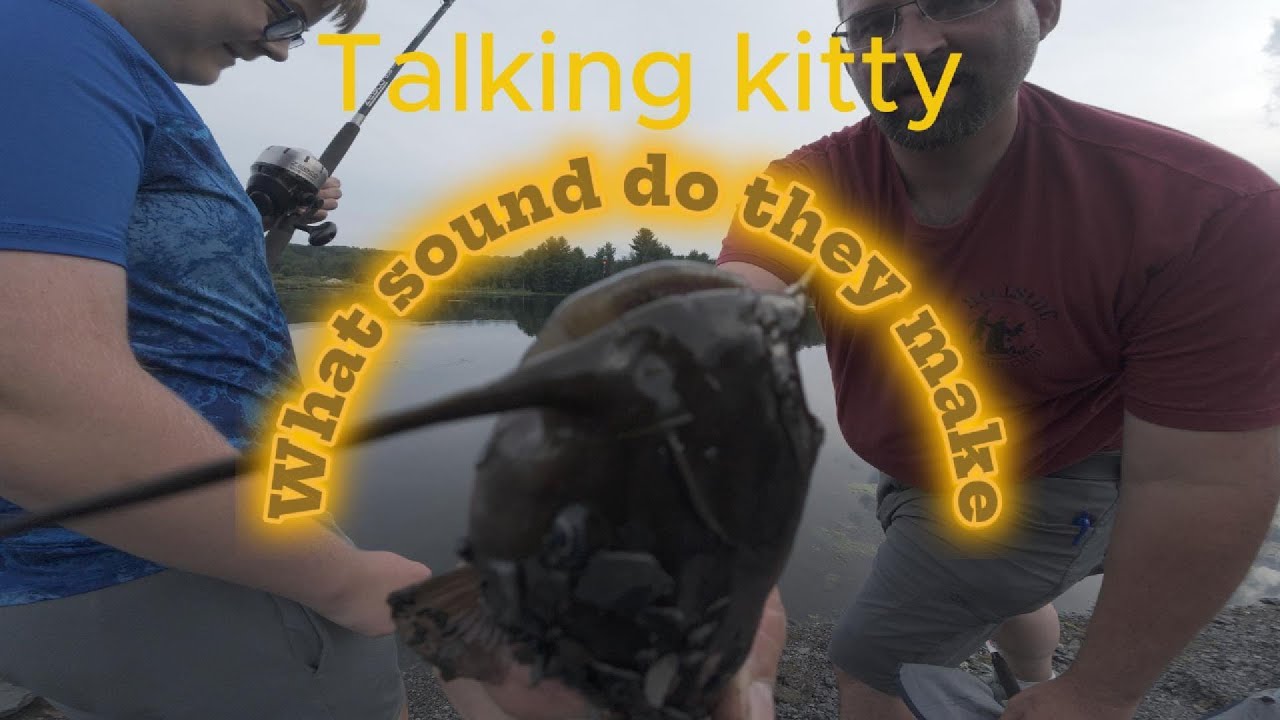 Talking catfish 2024 - YouTube