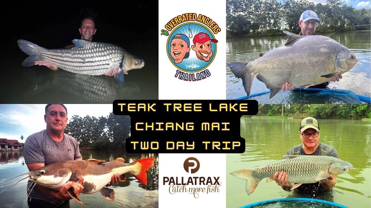 The Overrated Anglers - Fishing in Thailand - Teak Tree Chiang Mai two ...