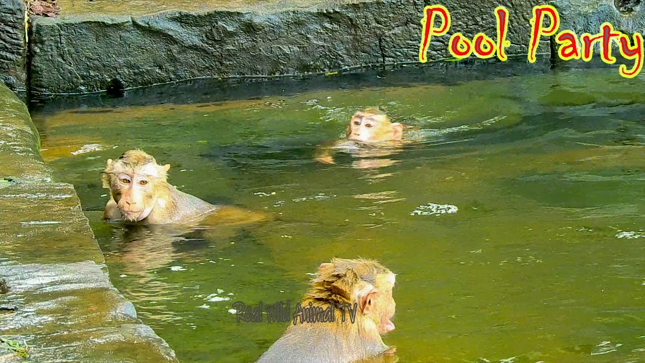 Watch!! Monkeys Best Scenes - They're having pool party so much FUN 😍😍🥰 ...